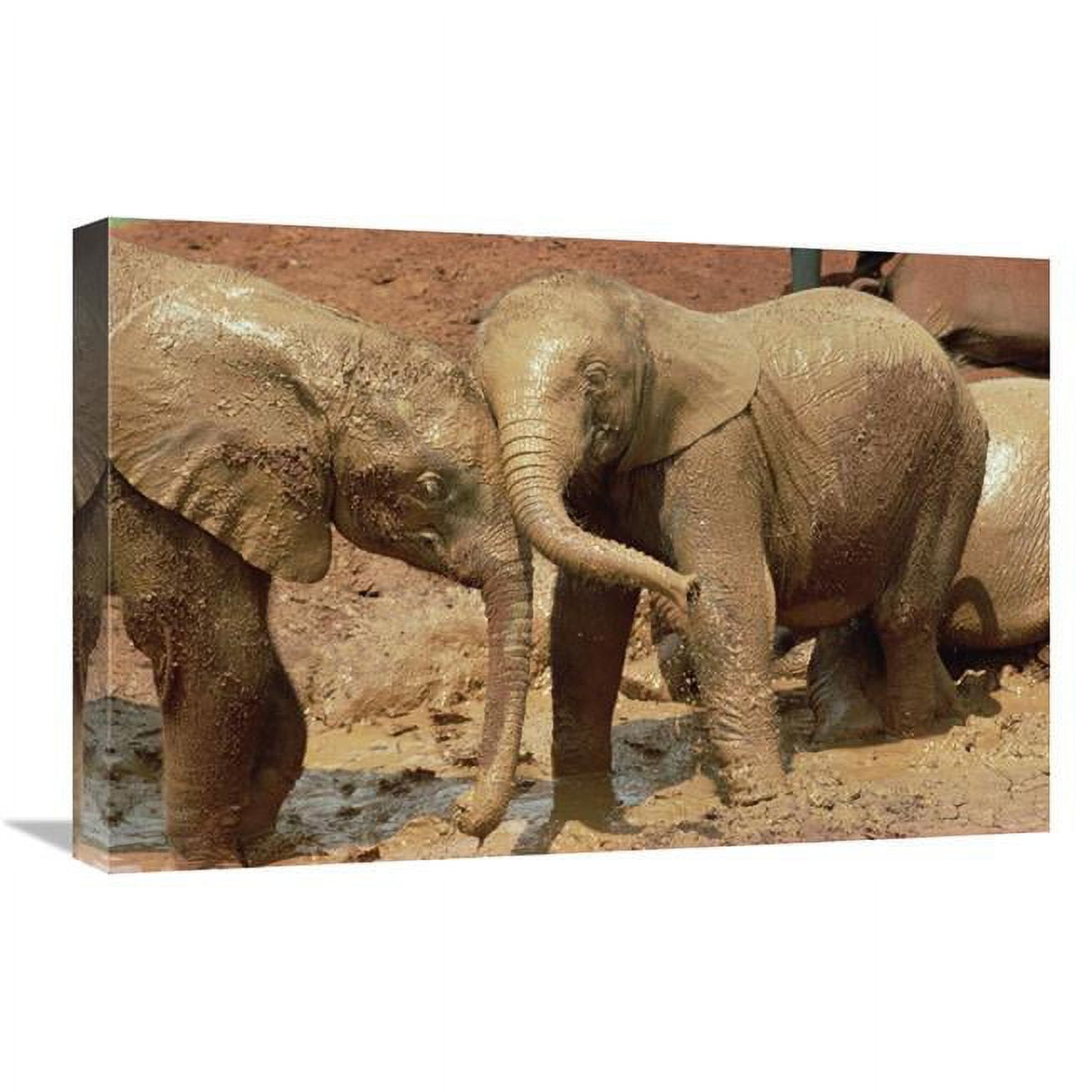 16 x 24 in. African Elephant Orphans Playing in Mud, David Sheldrick ...