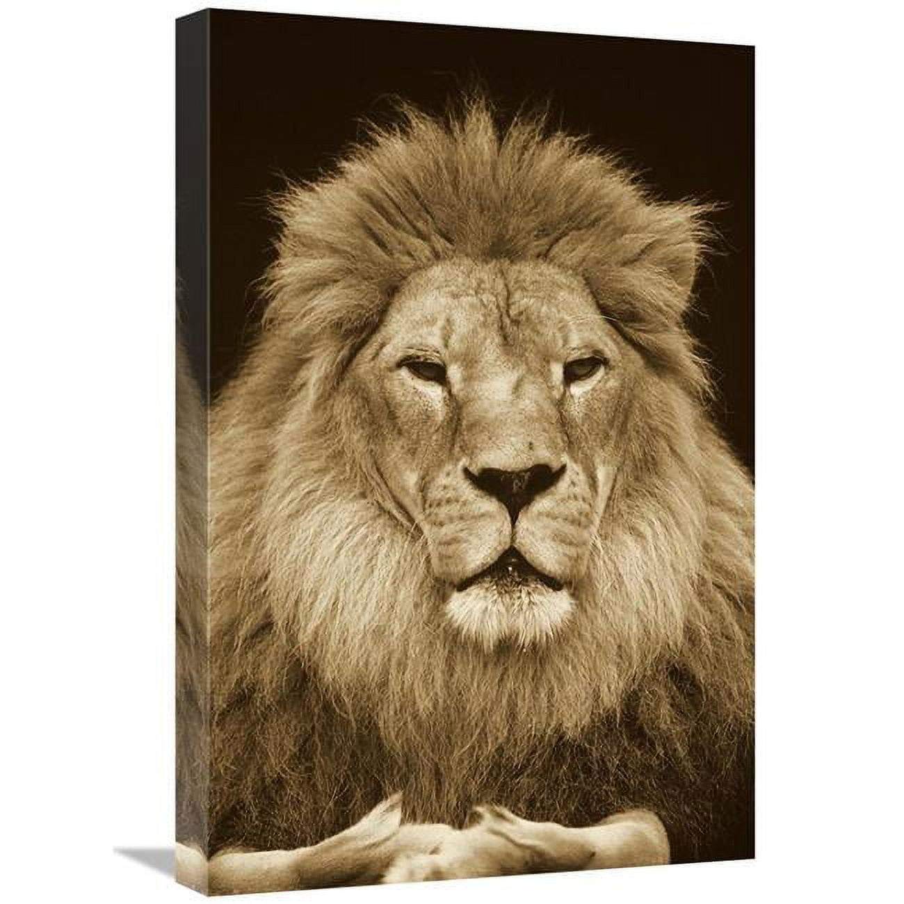 16 x 24 in. African Lion Male, Portrait, Washington Park Zoo - Sepia ...