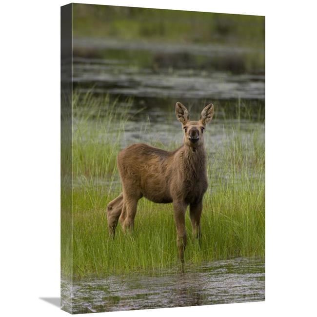 16 x 24 in. Alaska Moose Calf Standing in Marsh, Alaska Art Print ...