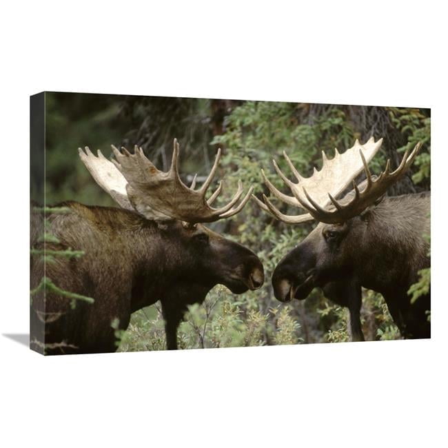 16 x 24 in. Alaska Moose Males Confronting Each Other in the Fall ...