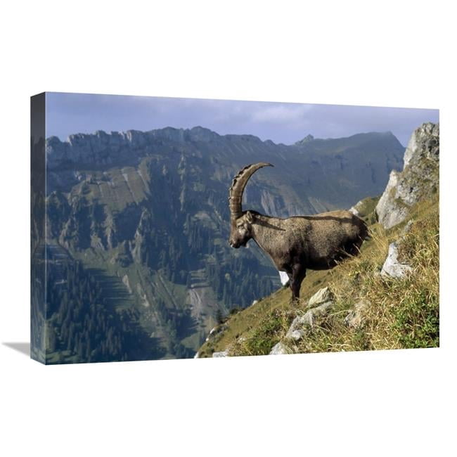 16 x 24 in. Alpine Ibex Male with Swiss Alps in Background, Europe Art ...