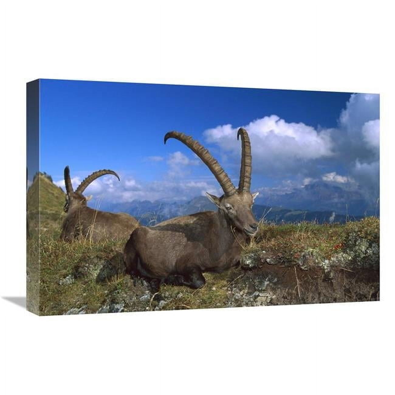 16 x 24 in. Alpine Ibex Males in the Swiss Alps, Europe Art Print ...