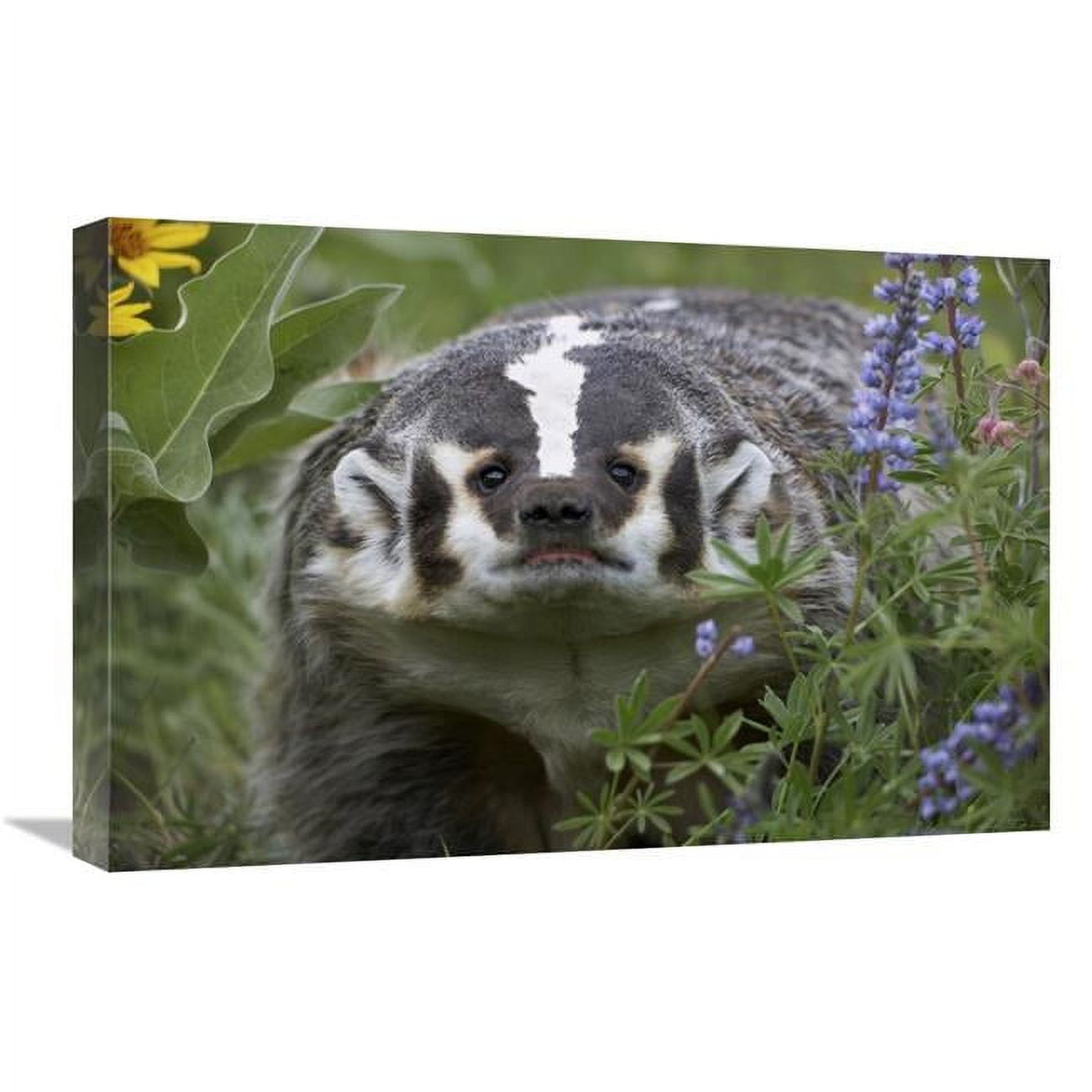 16 x 24 in. American Badger Amid Lupine, North America Art Print - Tim ...