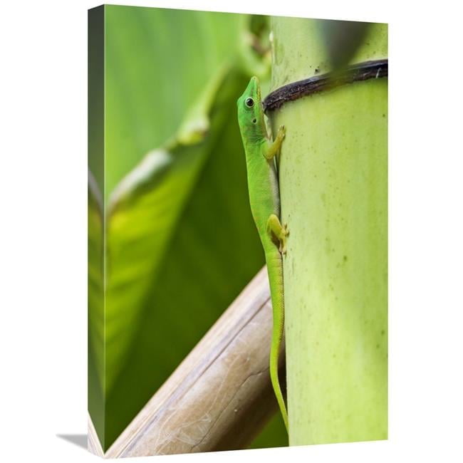 16 x 24 in. Andaman Day Gecko, India Art Print - Konrad Wothe - Walmart.com