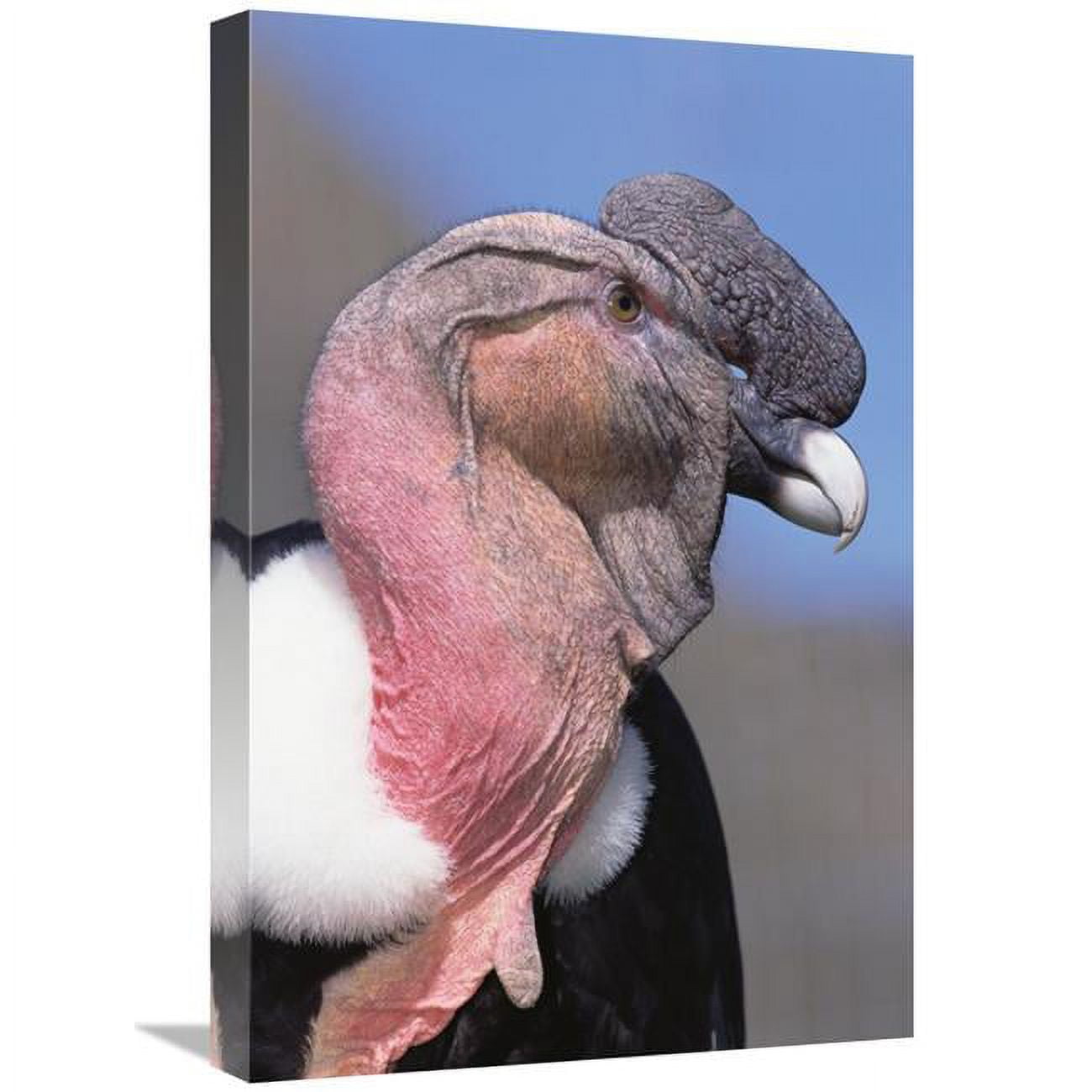 16 x 24 in. Andean Condor Male, Cayambe, Ecuador Art Print - Tui De Roy ...