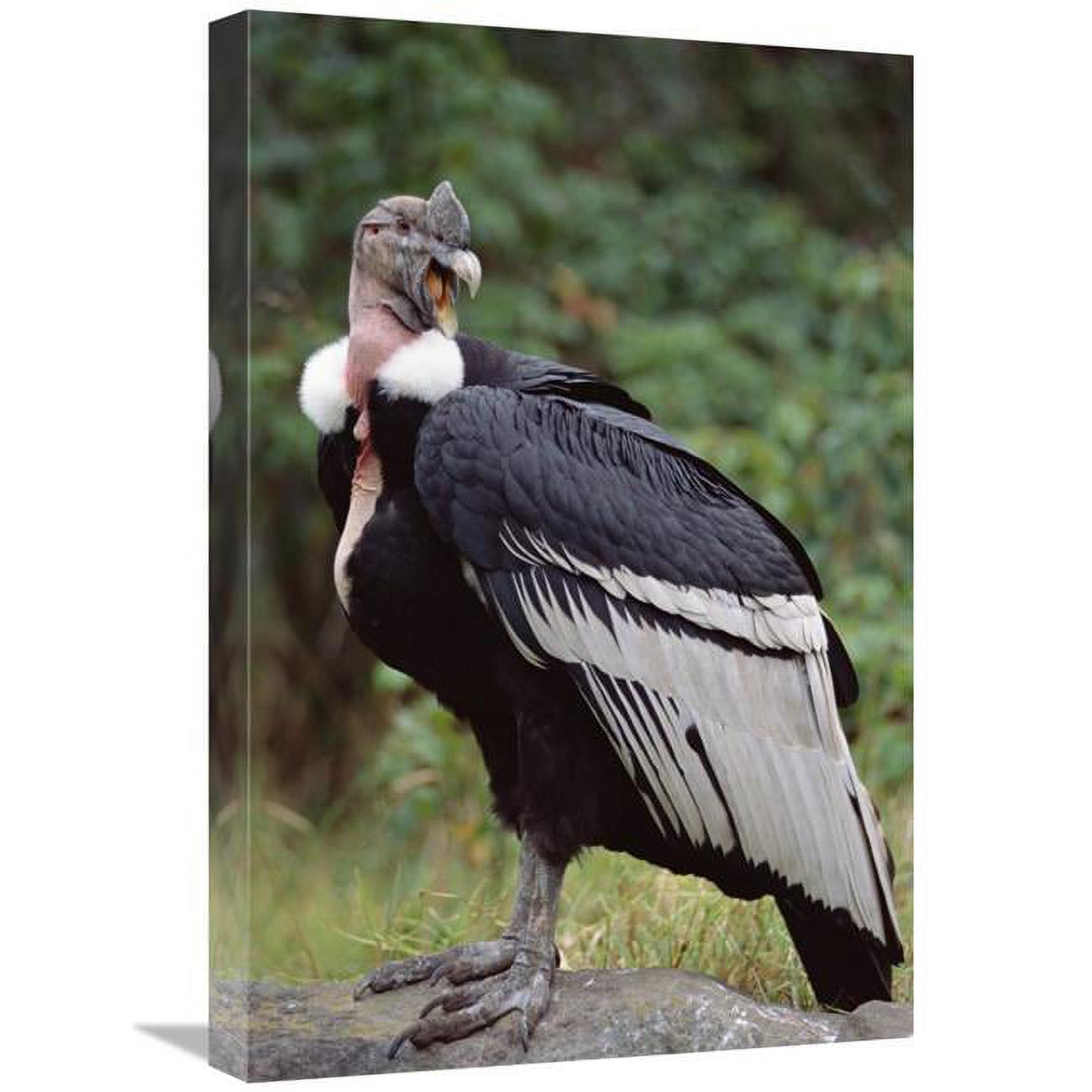 16 x 24 in. Andean Condor Male, Cayambe, Ecuador Art Print - Tui De Roy ...