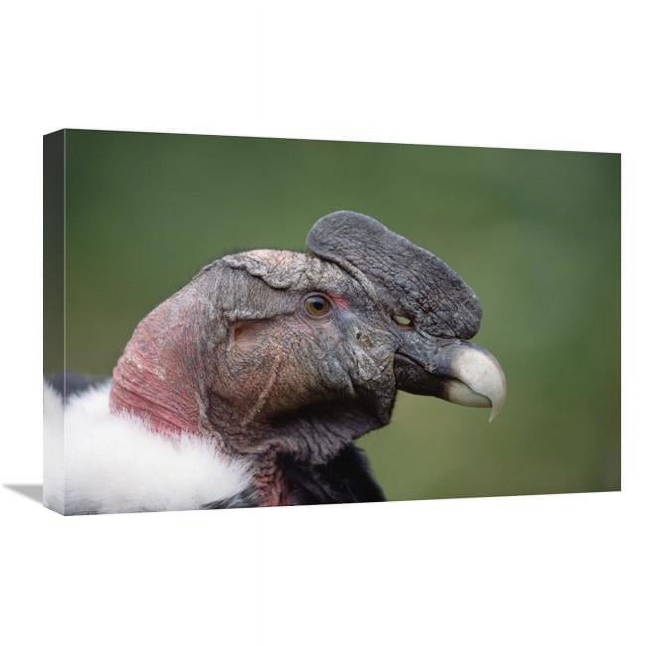 16 x 24 in. Andean Condor Male, Cayambe, Ecuador Art Print - Tui De Roy ...
