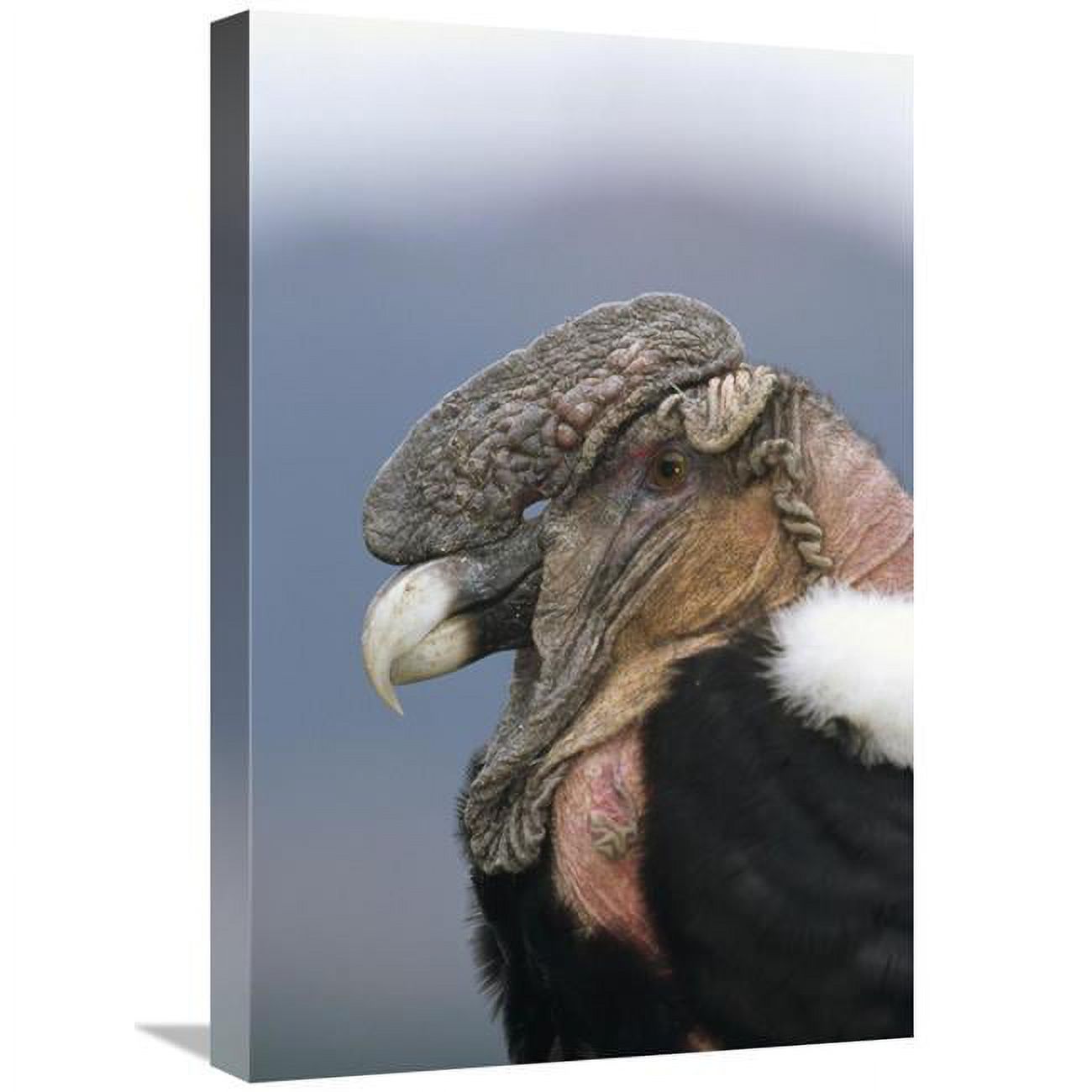 16 x 24 in. Andean Condor Male, Cayambe, Ecuador Art Print - Tui De Roy ...