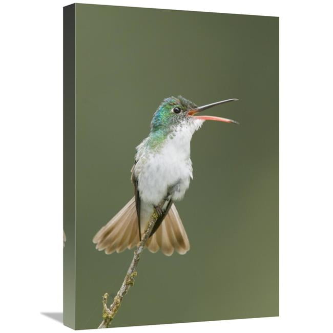 16 x 24 in. Andean Emerald Hummingbird Calling, Ecuador Art Print ...