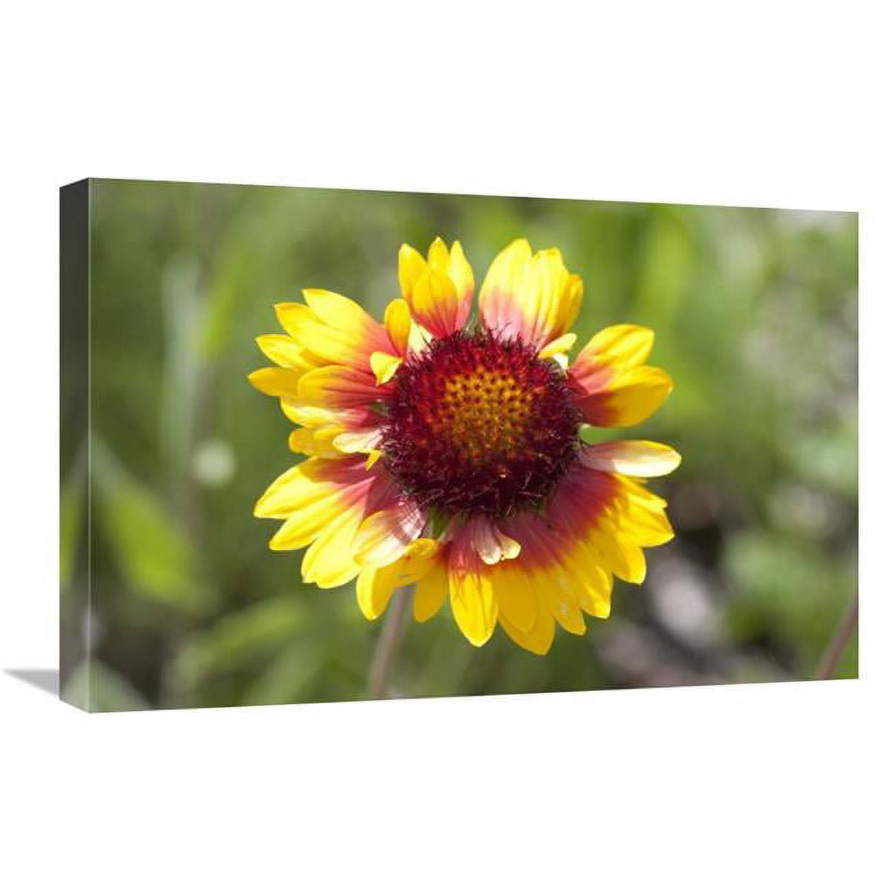 16 x 24 in. Annual Coreopsis Flower, Spruce Woods Provincial Park ...