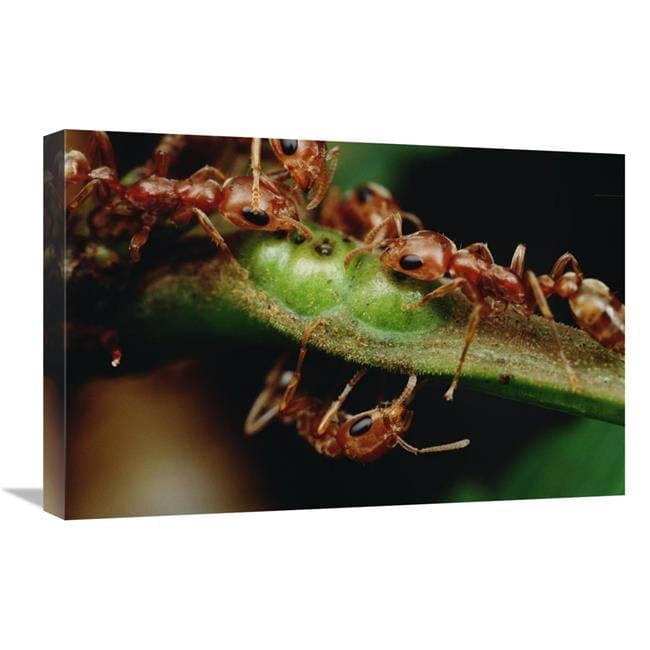 16 x 24 in. Anta Drink Nectar From Whistling Thorn Acacia Tree, Costa ...