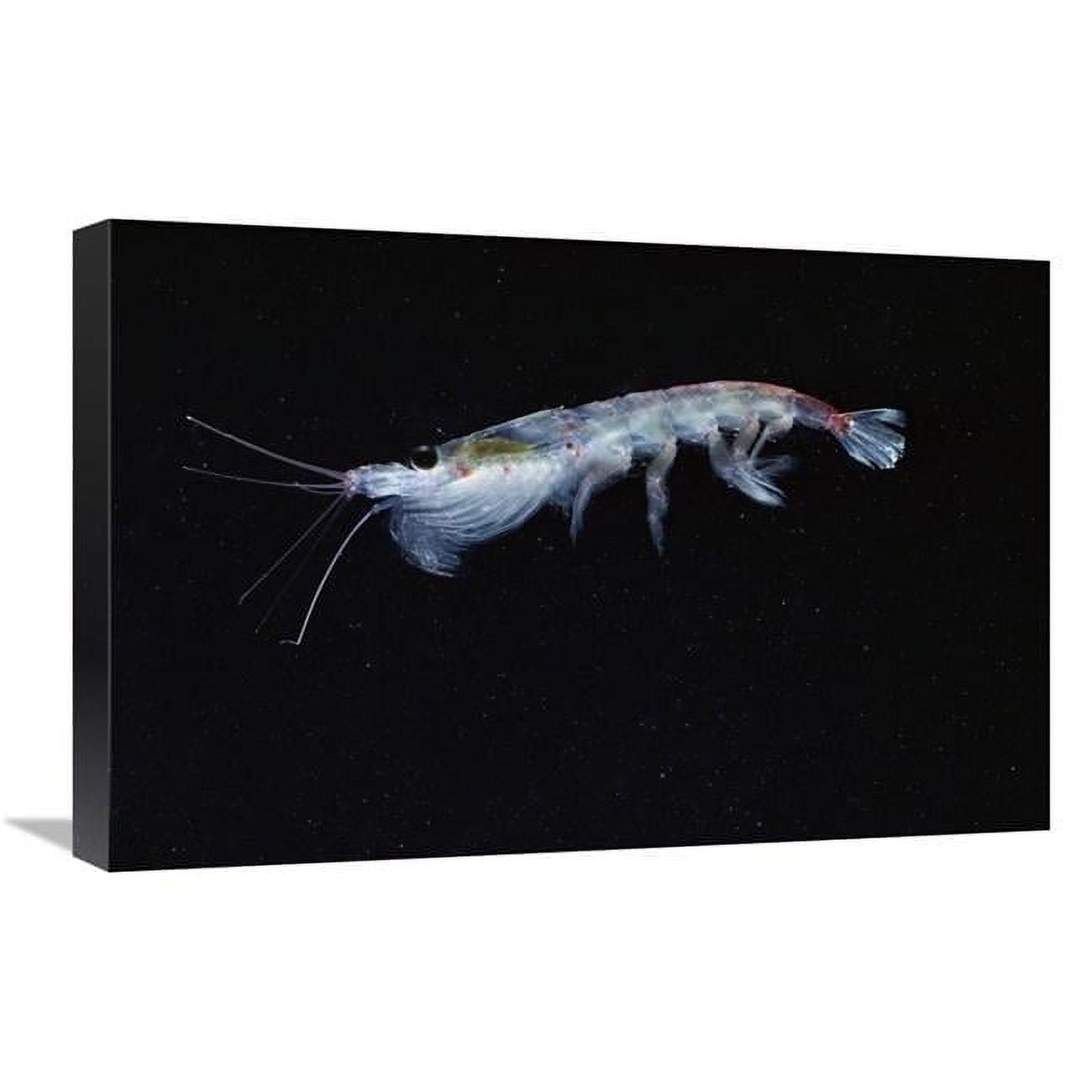16 x 24 in. Antarctic Krill, Antarctica Art Print - Flip Nicklin ...