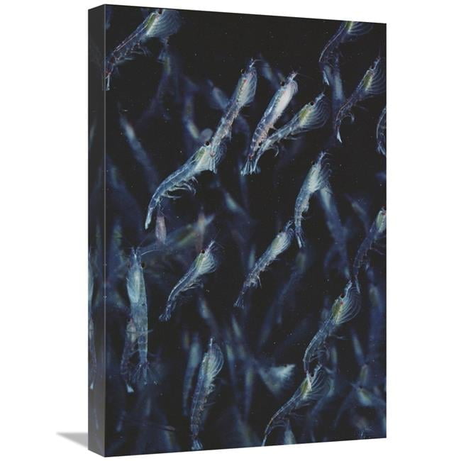 16 x 24 in. Antarctic Krill Schooling Underwater, Antarctica Art Print ...