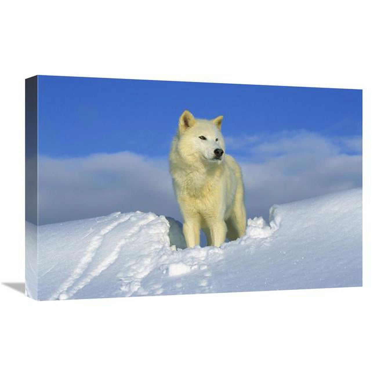 16 x 24 in. Arctic Wolf Portrait of White Wolf in the Snow, Idaho Art ...