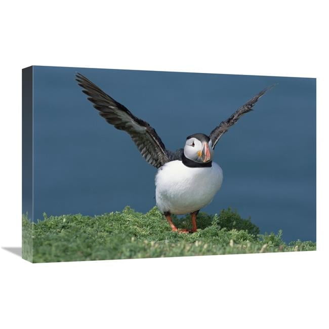 16 x 24 in. Atlantic Puffin Exercising Its Diminutive Wings, Skomer ...