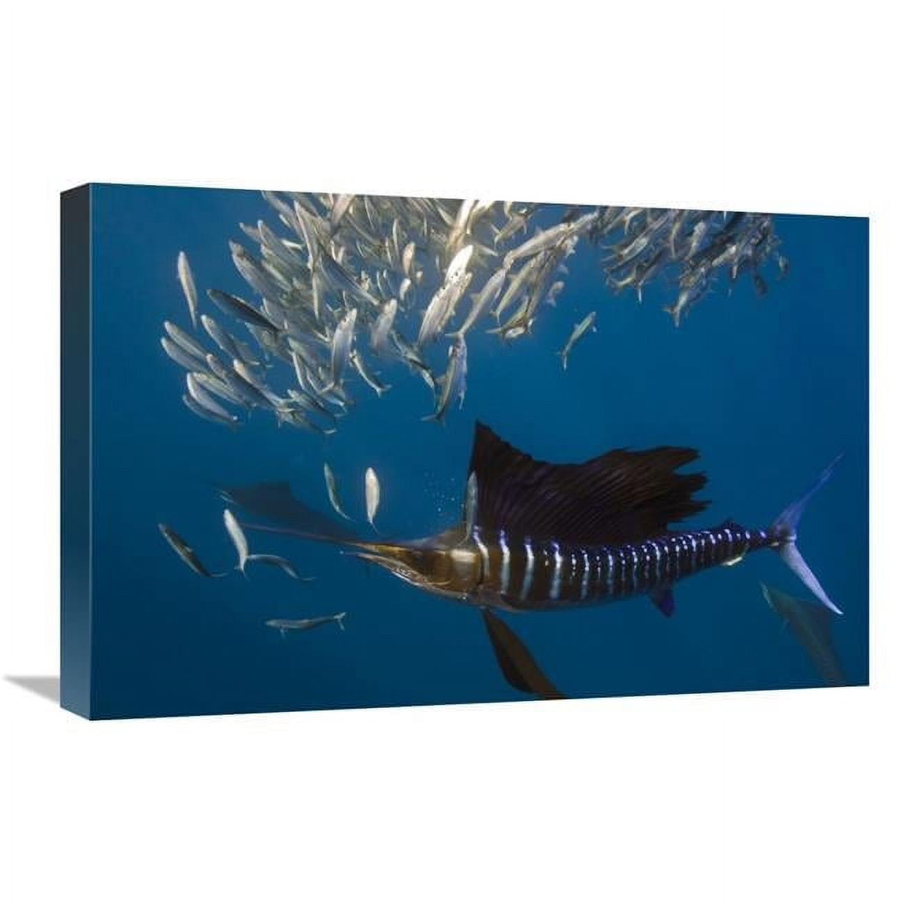 16 x 24 in. Atlantic Sailfish Hunting Round Sardinella, Isla Mujeres ...