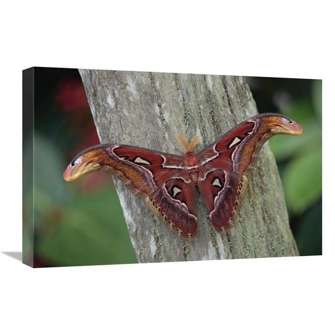 16 x 24 in. Atlas Moth Portrait, Asia Art Print - Gerry Ellis - Walmart.com