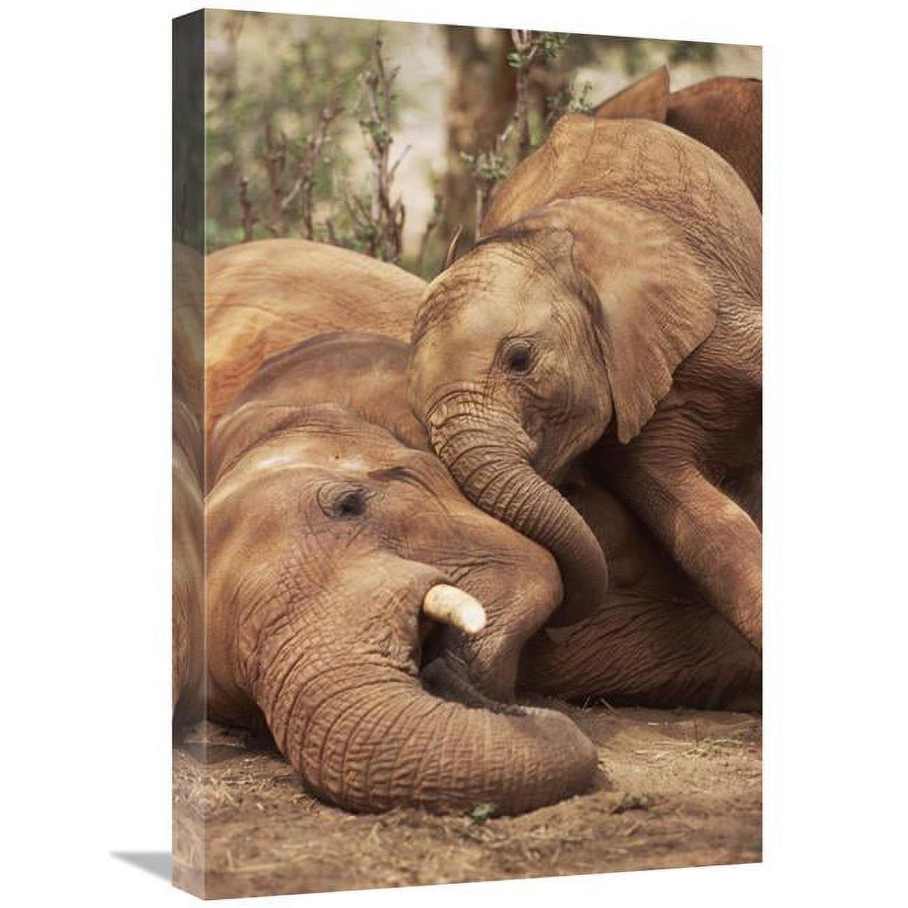 16 x 24 in. Baby Orphan Meeting Imenti, Tsavo East National Park, Kenya ...