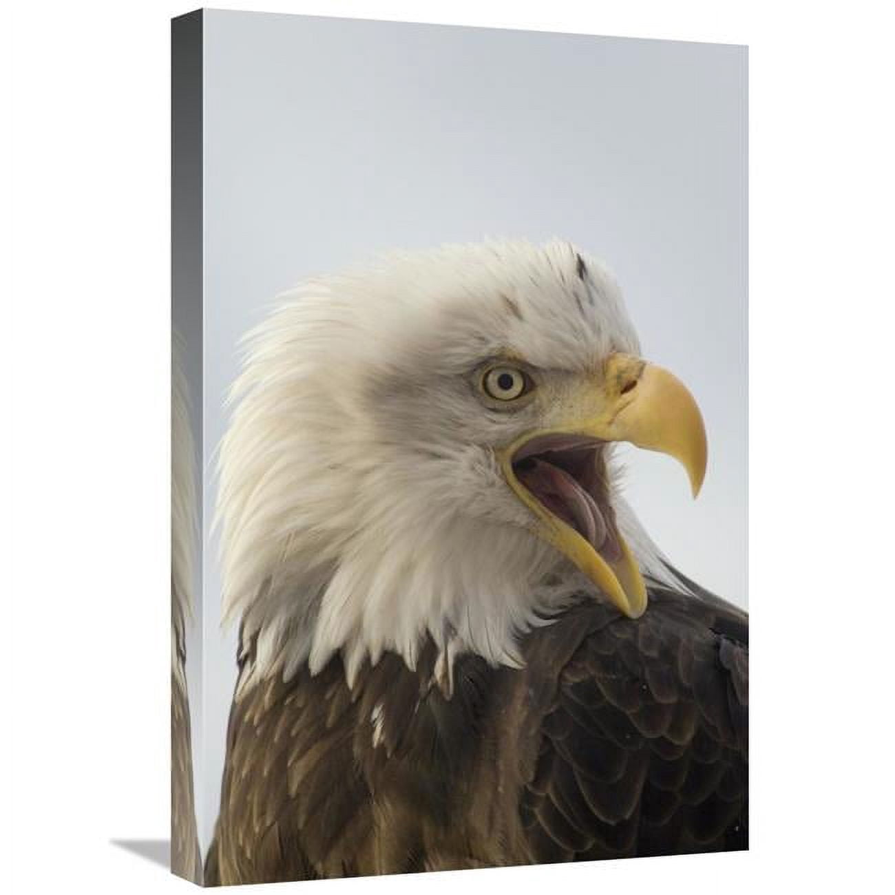 16 x 24 in. Bald Eagle Calling, Alaska Art Print - Michael Quinton ...