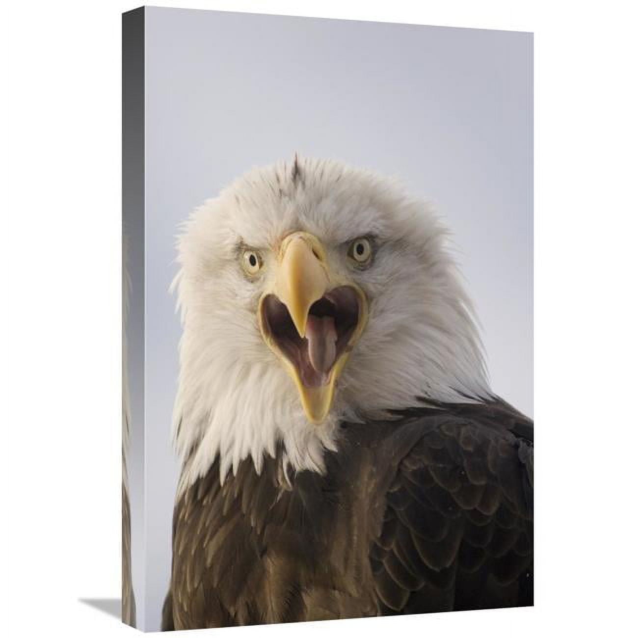 16 x 24 in. Bald Eagle Calling, Alaska Art Print - Michael Quinton ...