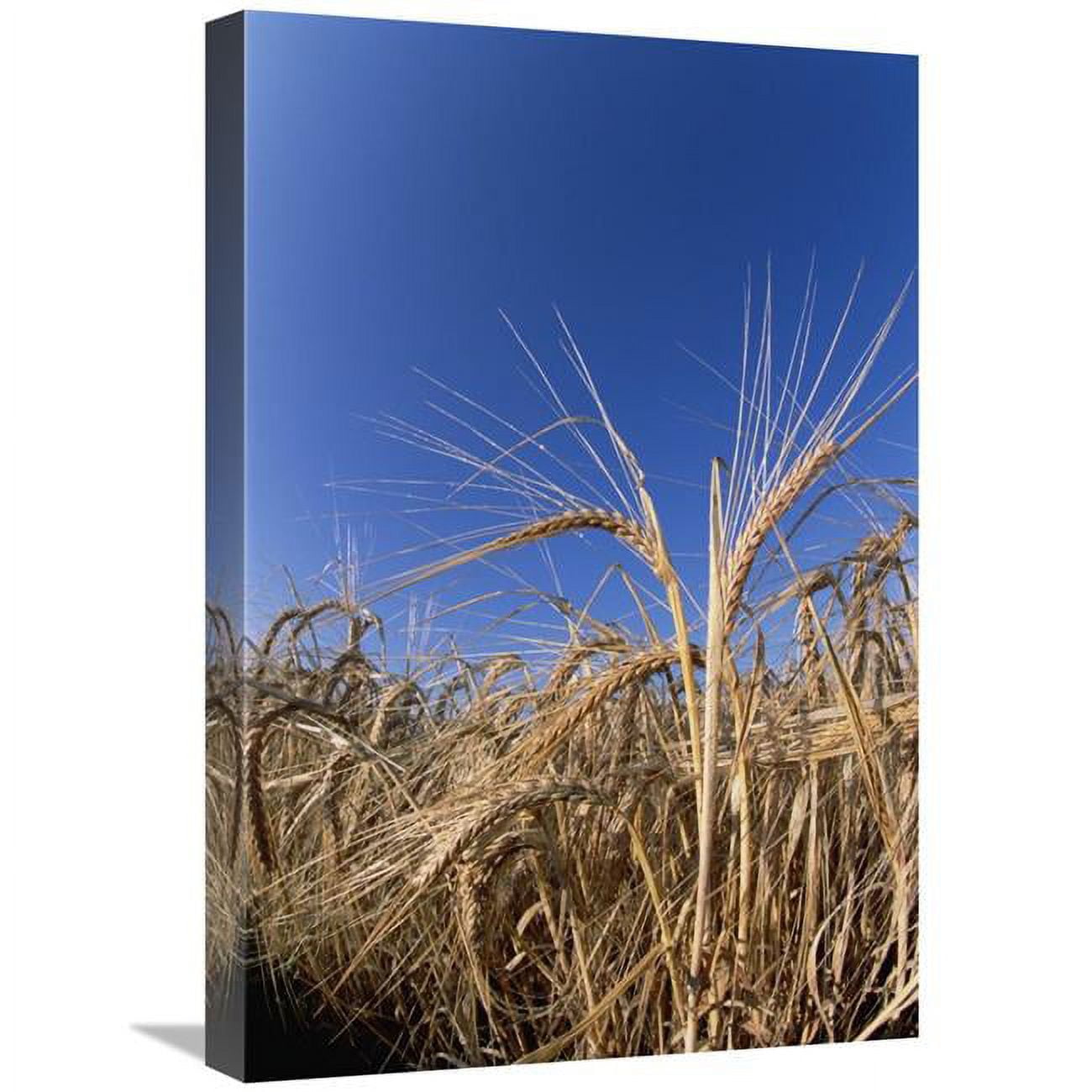 16 x 24 in. Barley Field Showing Heads of Grain, Germany Art Print ...