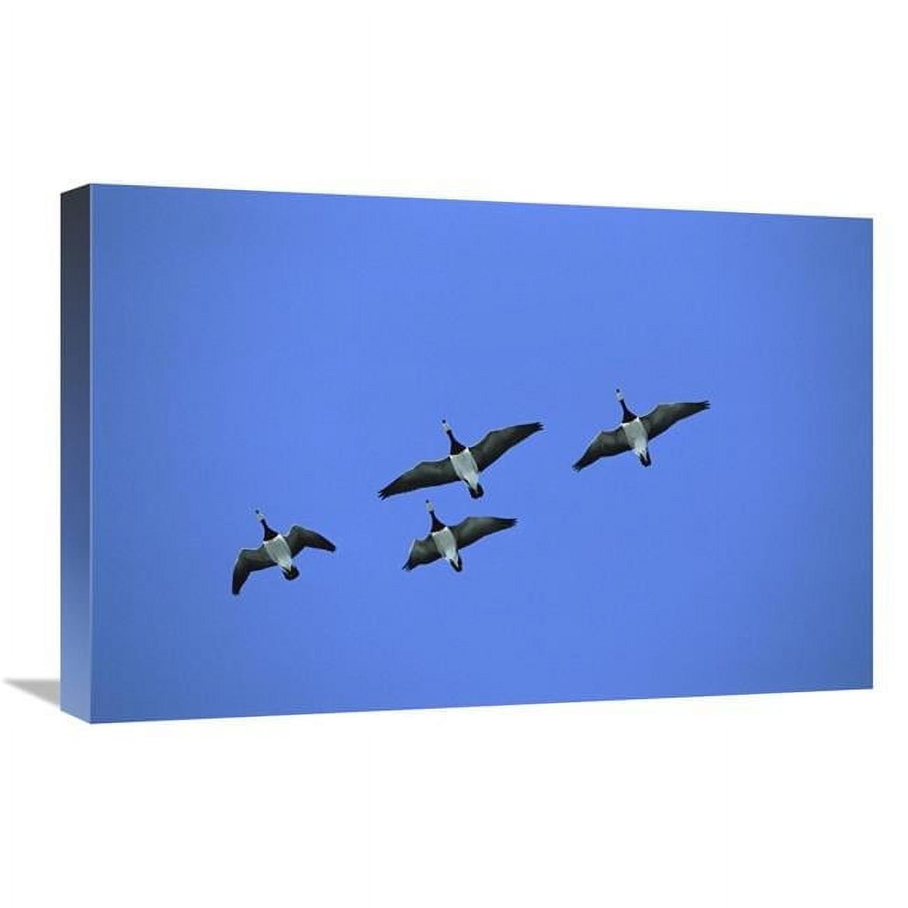 16 x 24 in. Barnacle Goose Flock of Four Flying, Germany Art Print ...