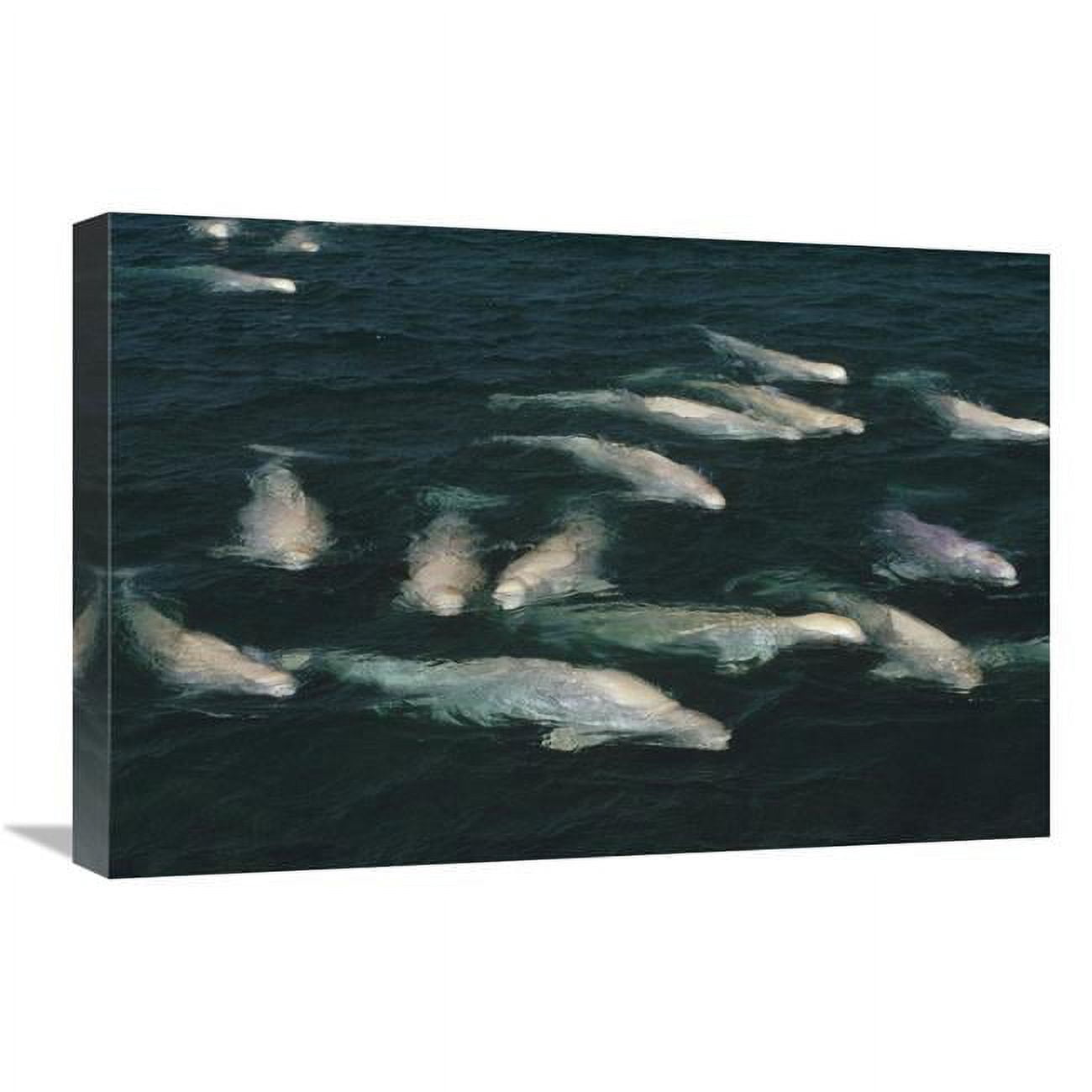 16 x 24 in. Beluga Whale, Group Surfacing, Cunningham Inlet, NWT ...
