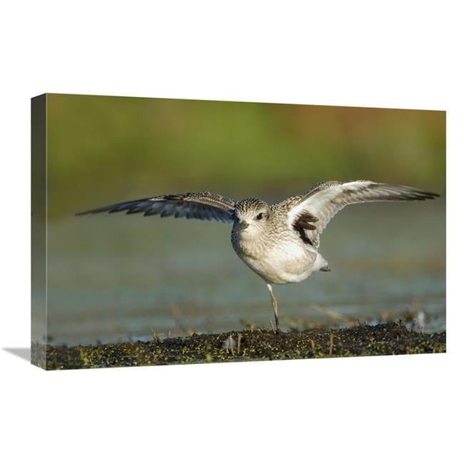 16 x 24 in. Black-Bellied Plover Spreading Its Wings, Bay of Fundy ...