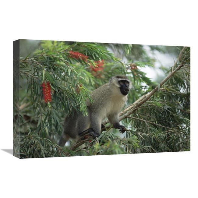 16 x 24 in. Black-Faced Vervet Monkey in Tree, East Africa Art Print ...