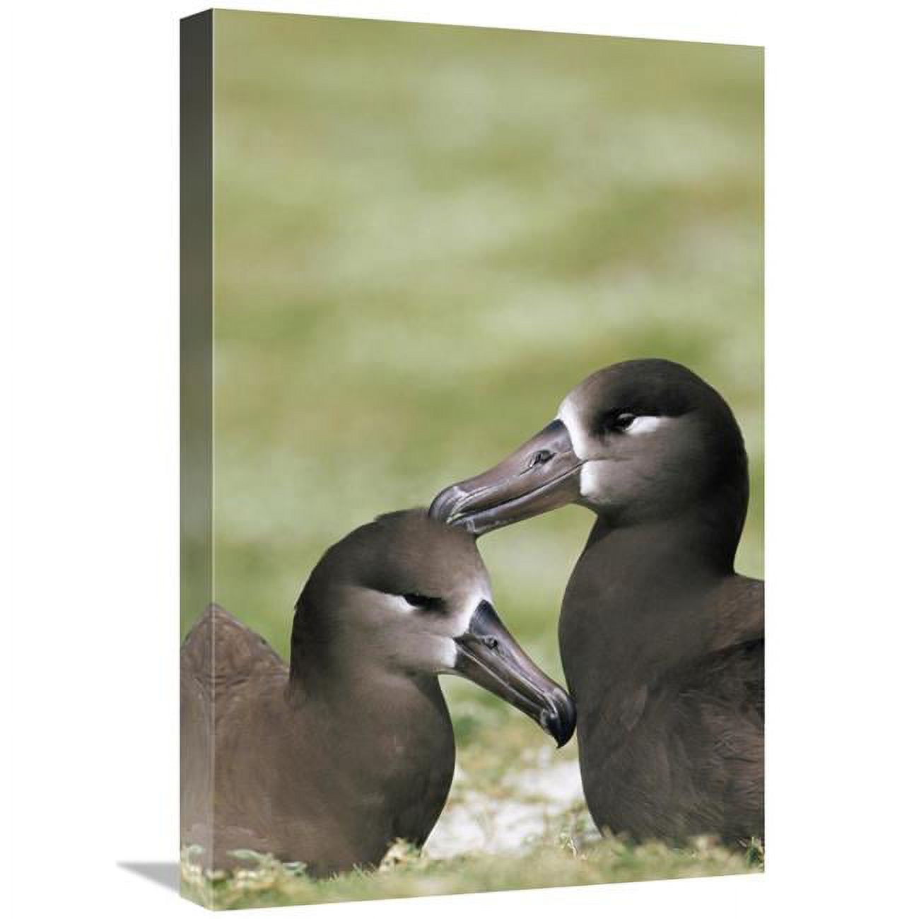 16 x 24 in. Black-Footed Albatross Pair Bonding, Midway Atoll, Hawaii ...