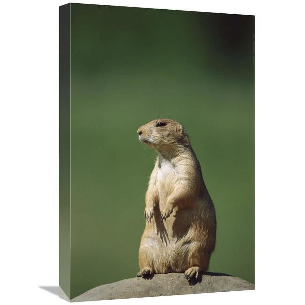 16 x 24 in. Black-Tailed Prairie Dog Sitting Upright, North America Art ...