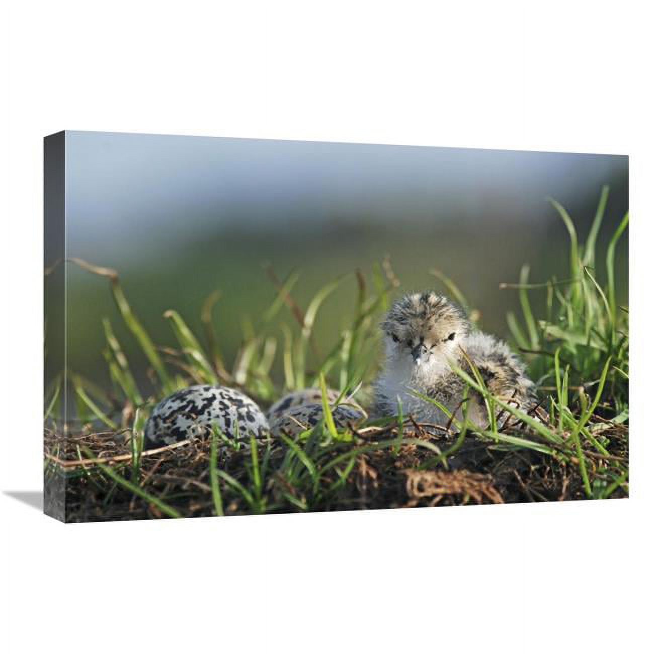 16 x 24 in. Black-Winged Stilt Newly Hatched Chick Sits on Nest with ...