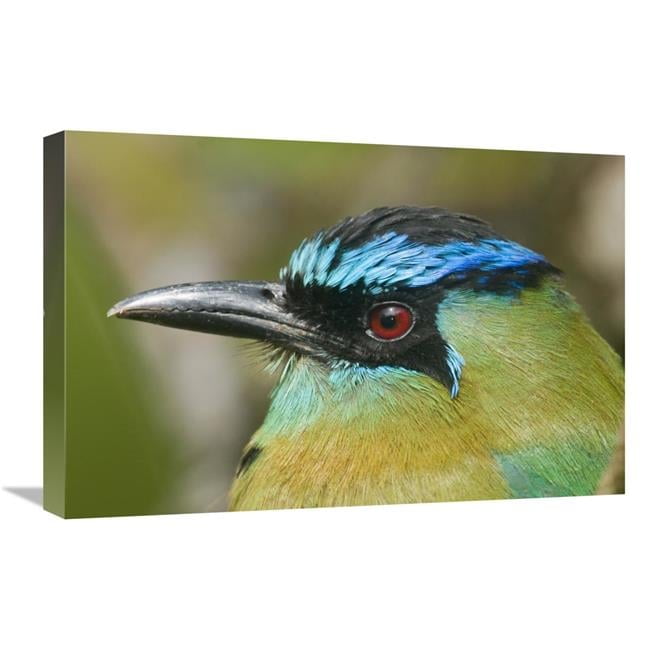 16 x 24 in. Blue-Crowned Motmot, Costa Rica Art Print - Steve Gettle ...