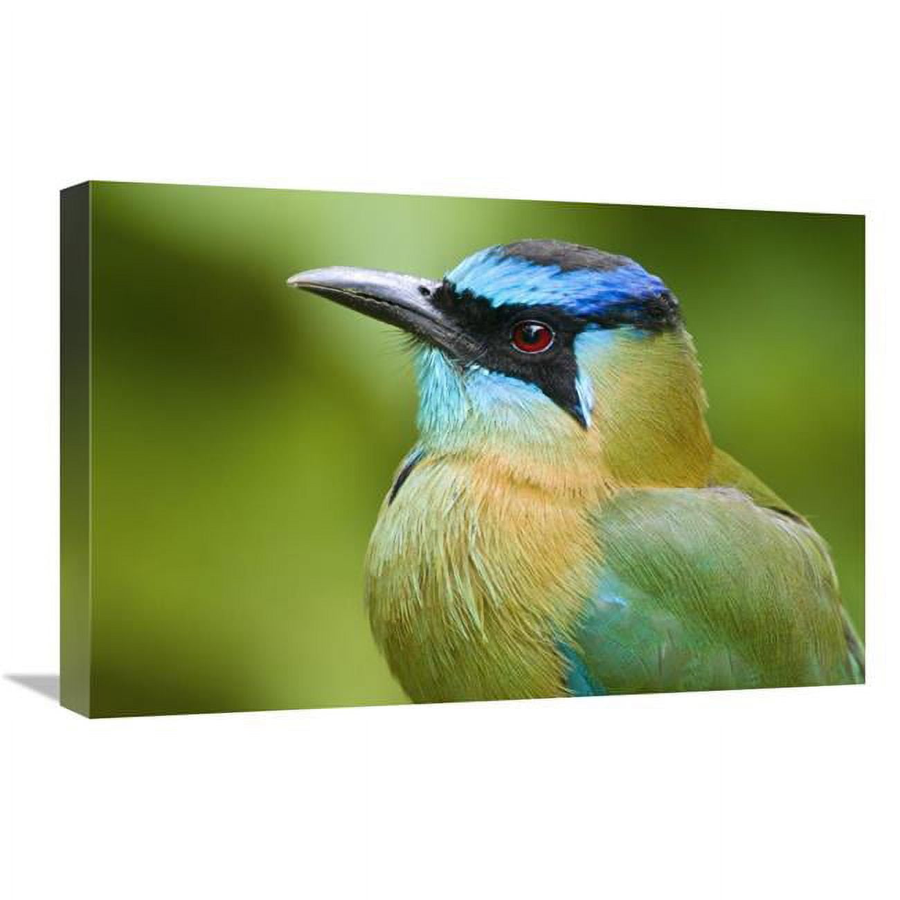 16 x 24 in. Blue-Crowned Motmot, Costa Rica Art Print - Steve Gettle ...