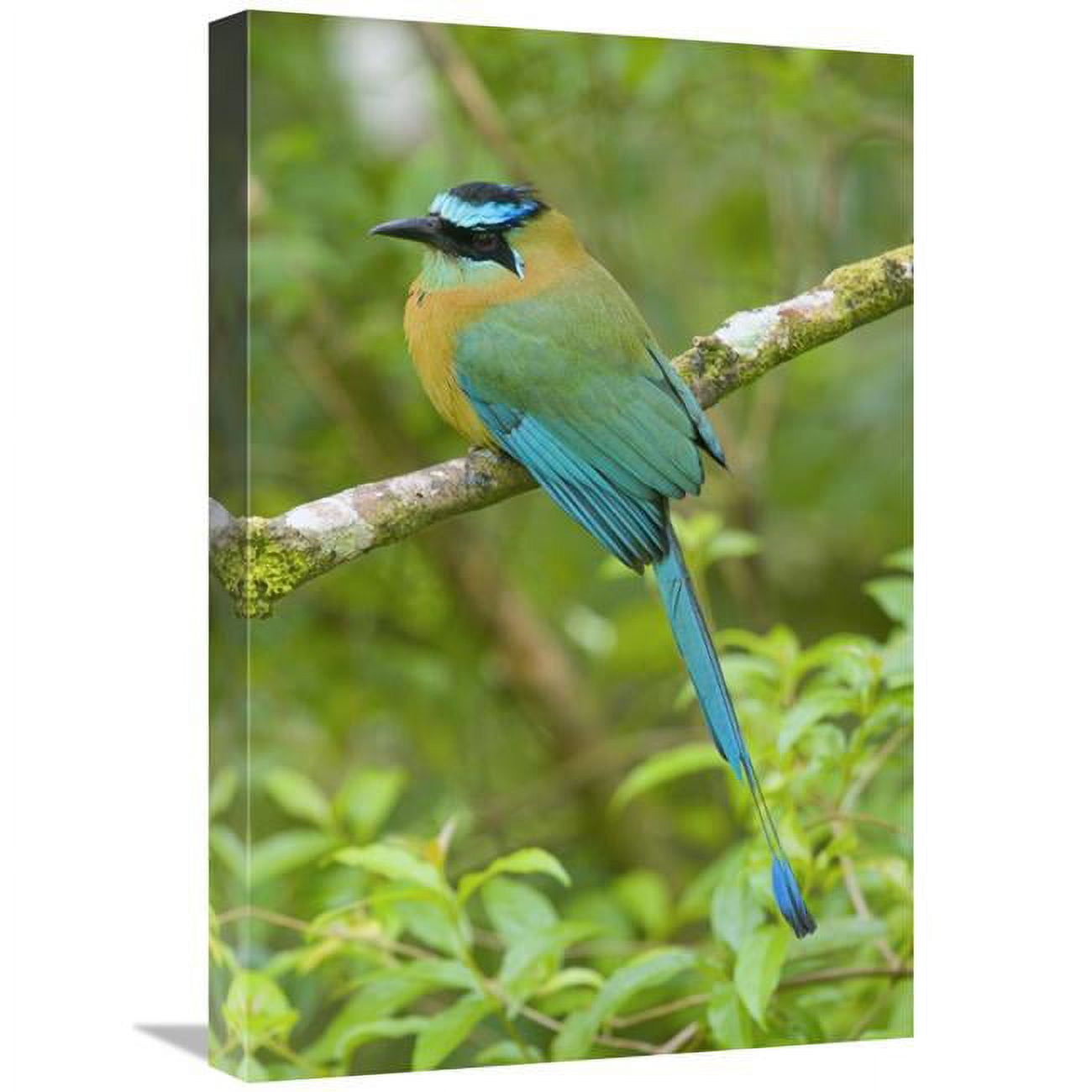 16 x 24 in. Blue-Crowned Motmot, Costa Rica Art Print - Steve Gettle ...