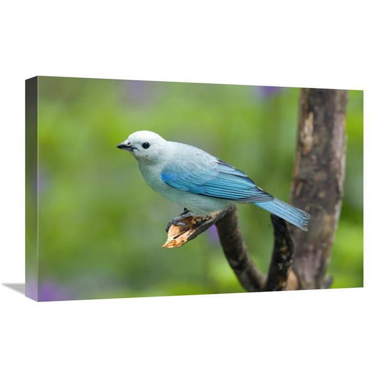 16 x 24 in. Blue-Gray Tanager Male, Costa Rica Art Print - Steve Gettle ...