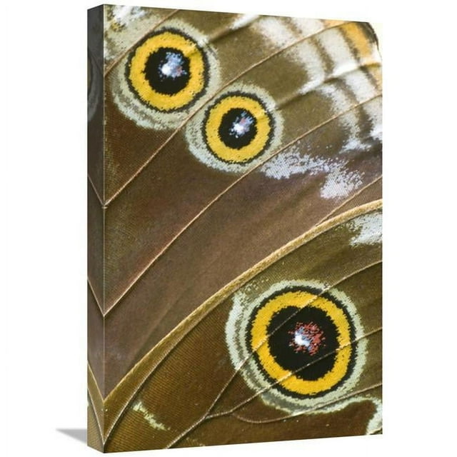 16 x 24 in. Blue Morpho Butterfly Wing with False Eyespots, Ecuador Art ...