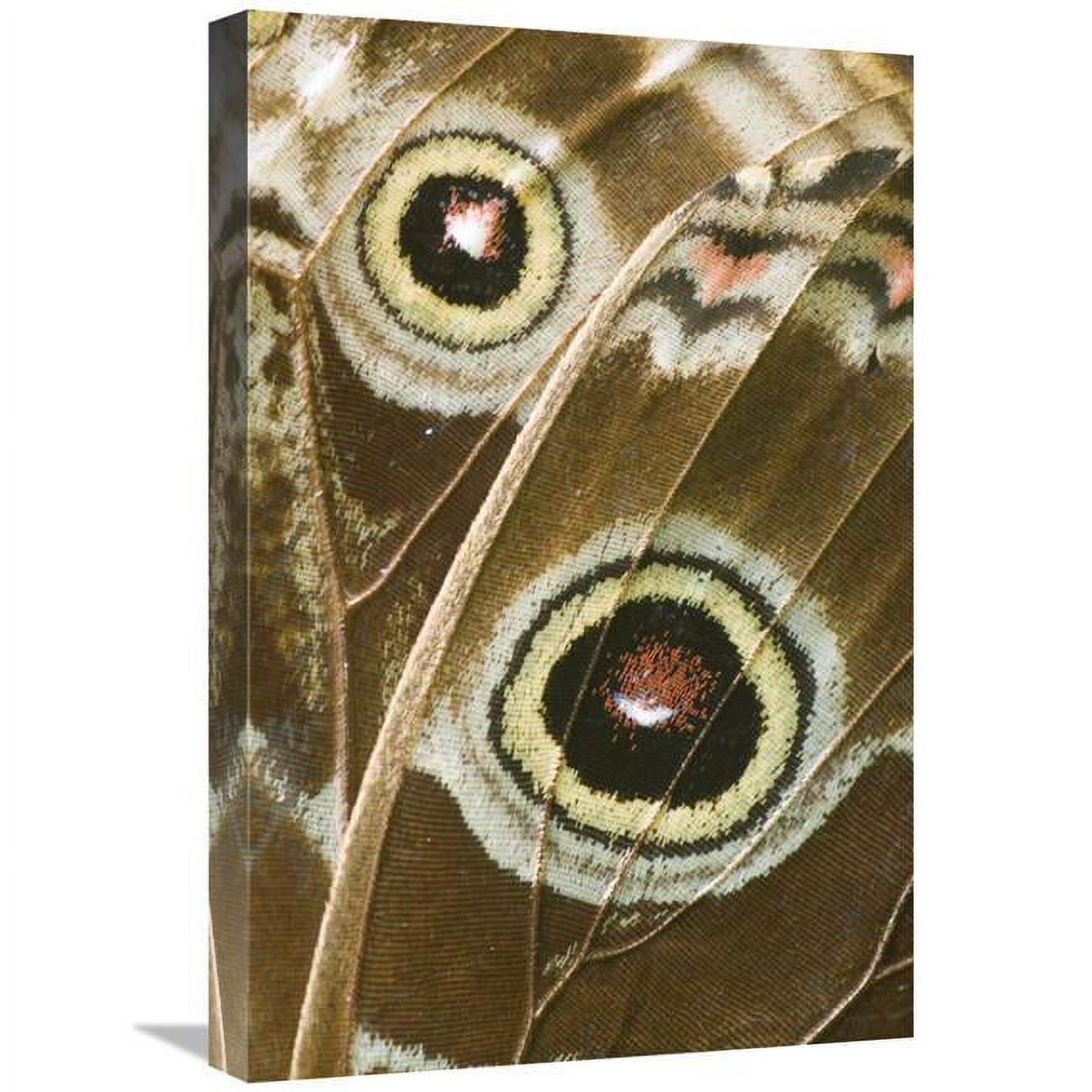 16 x 24 in. Blue Morpho Butterfly Wing with False Eyespots, Ecuador Art ...