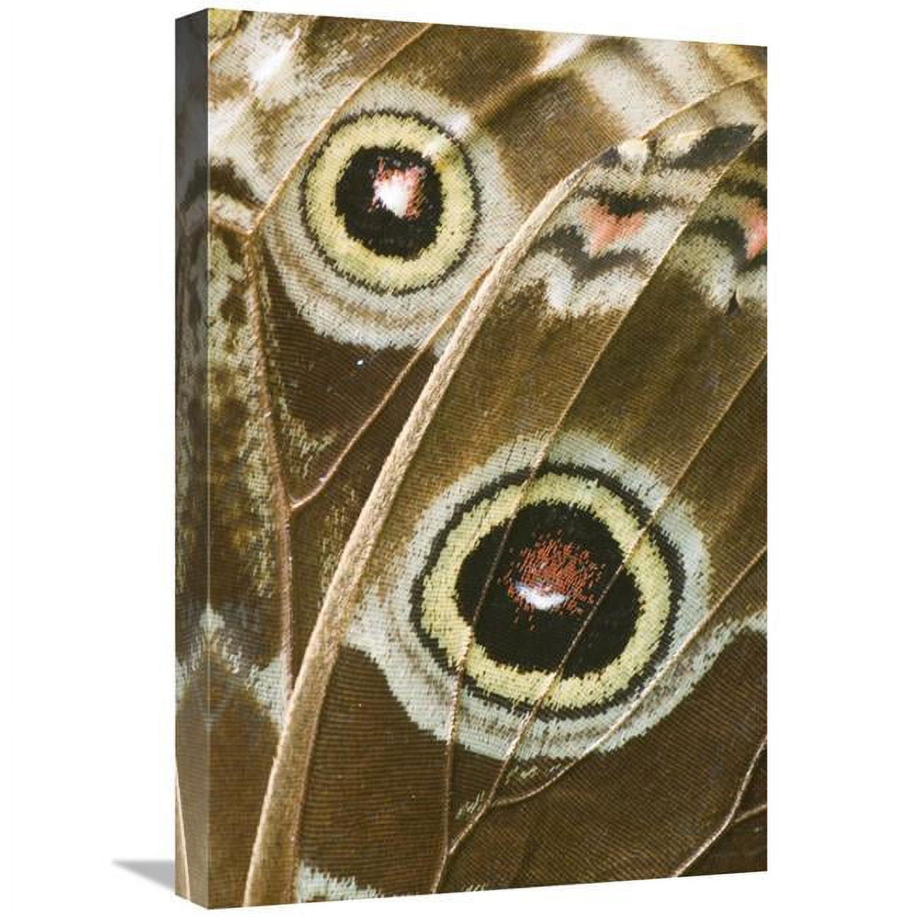 16 x 24 in. Blue Morpho Butterfly Wing with False Eyespots, Ecuador Art ...