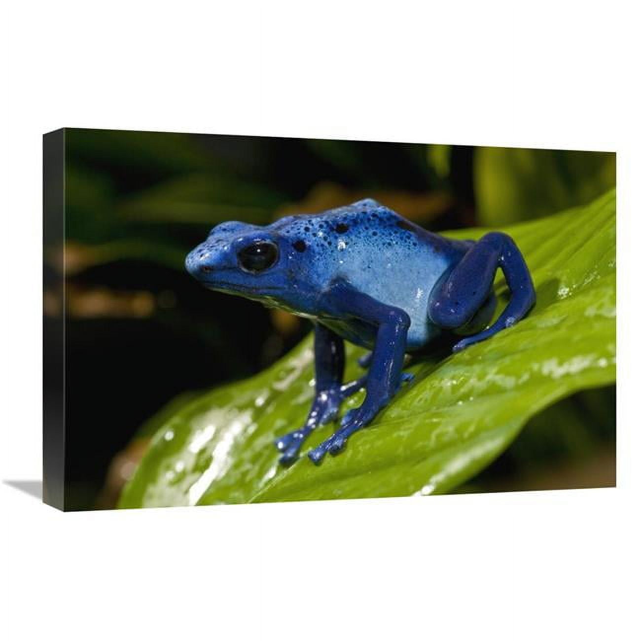 16 x 24 in. Blue Poison Dart Frog Very Tiny Poisonous Frog, Native to ...