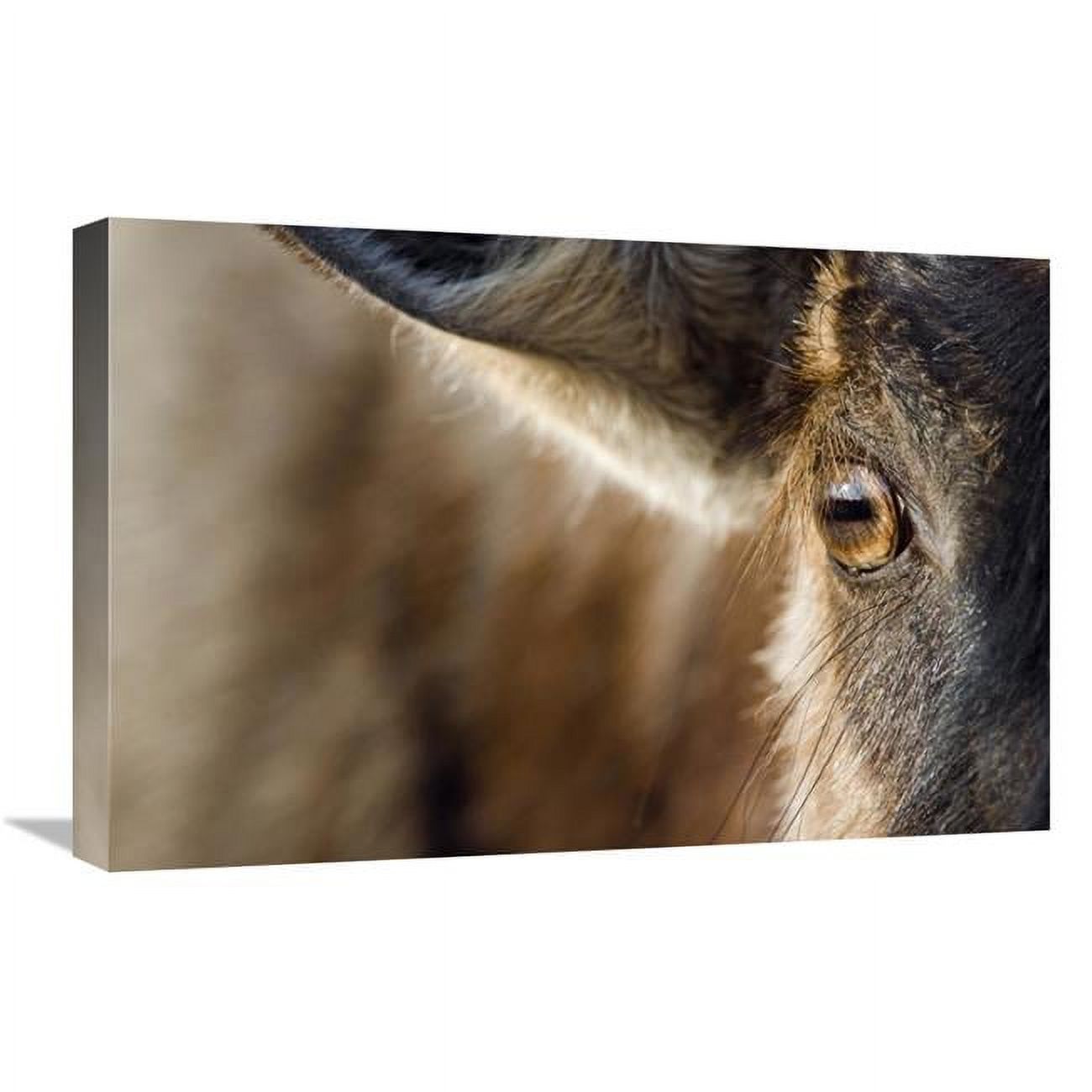 16 x 24 in. Blue Wildebeest Eye, Khama Rhino Sanctuary, Botswana Art ...