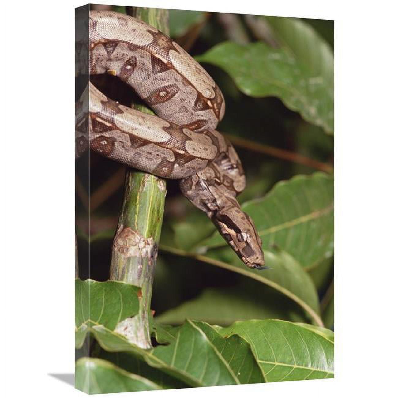 16 x 24 in. Boa Constrictor Coiled Around Branch, Northern South ...