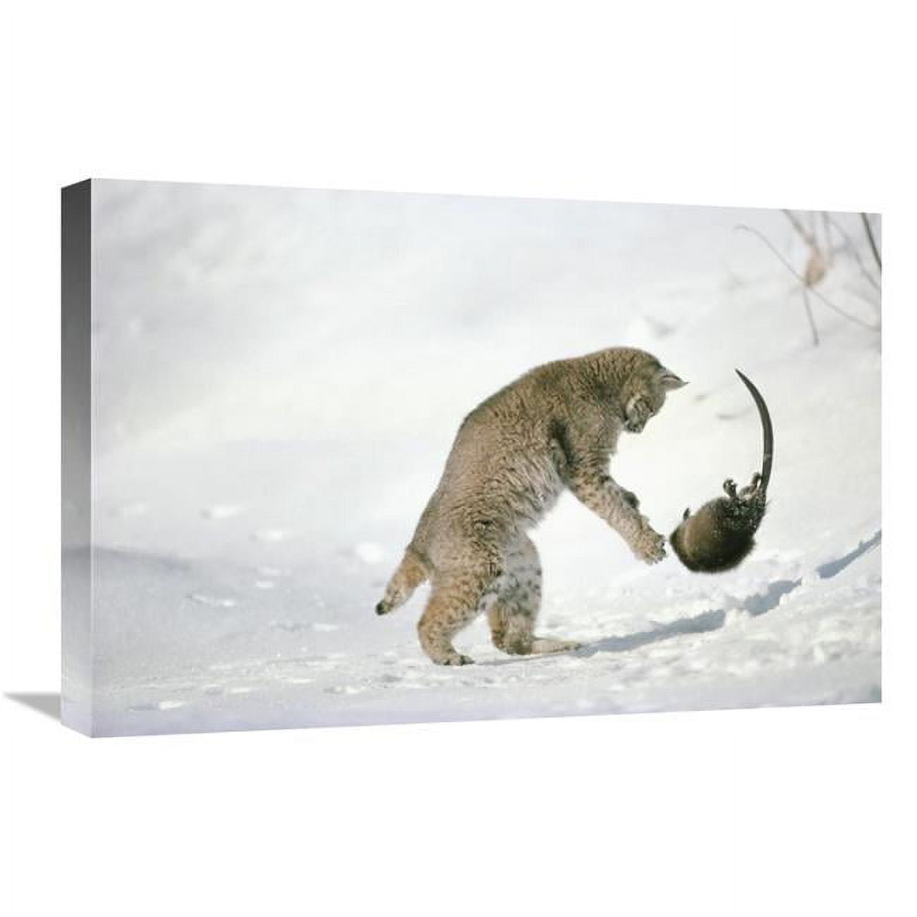 16 x 24 in. Bobcat Hunting Muskrat in the Winter, Idaho Art Print ...
