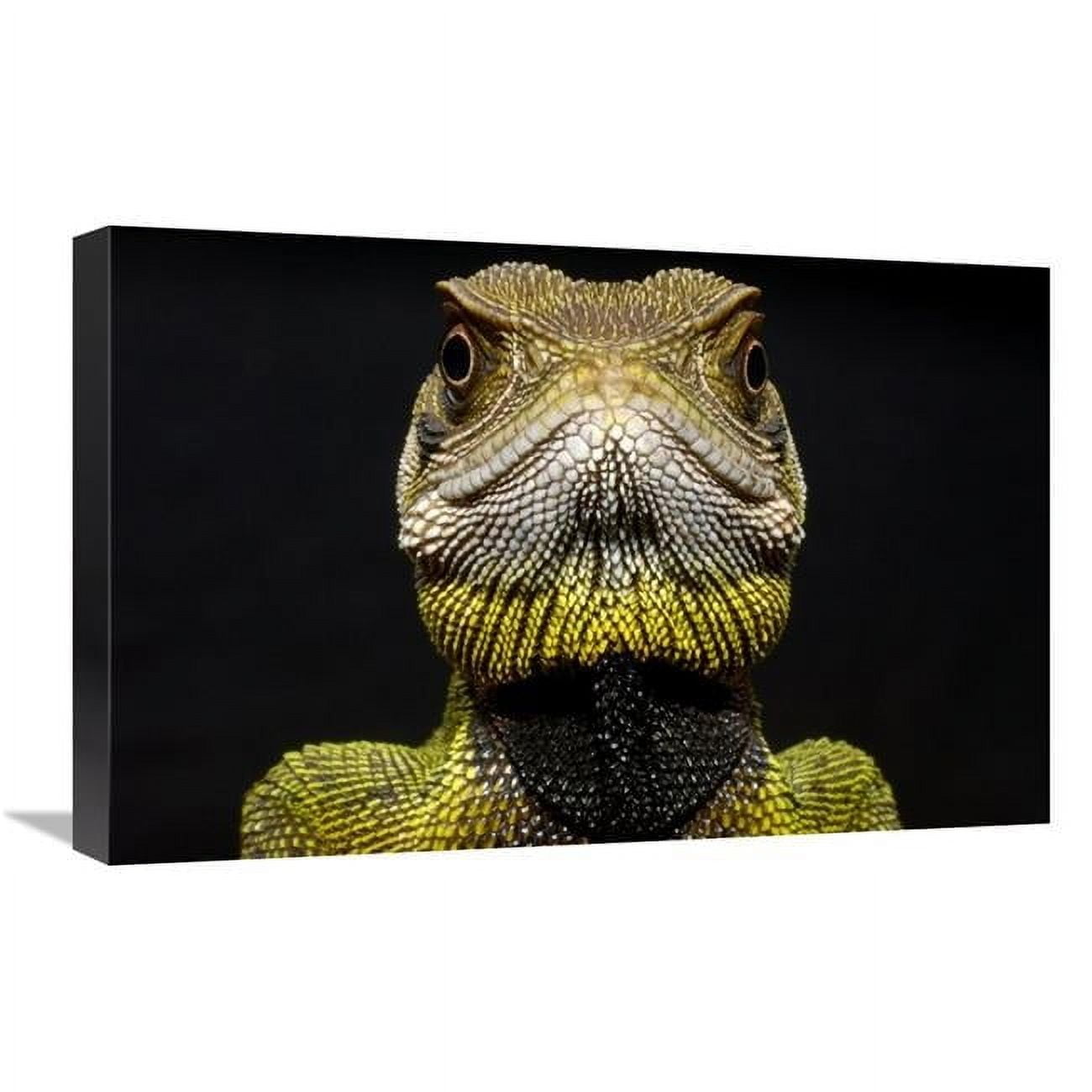 16 x 24 in. Bocourts Dwarf Iguana Close Up, Esmeraldas, Choco ...