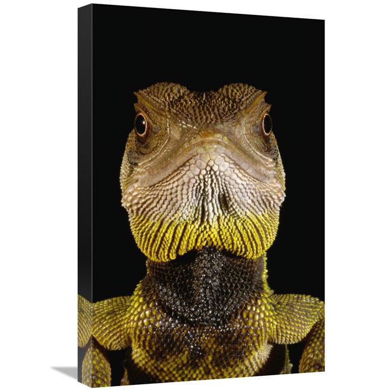 16 x 24 in. Bocourts Dwarf Iguana Portrait, Esmeraldas, Choco ...