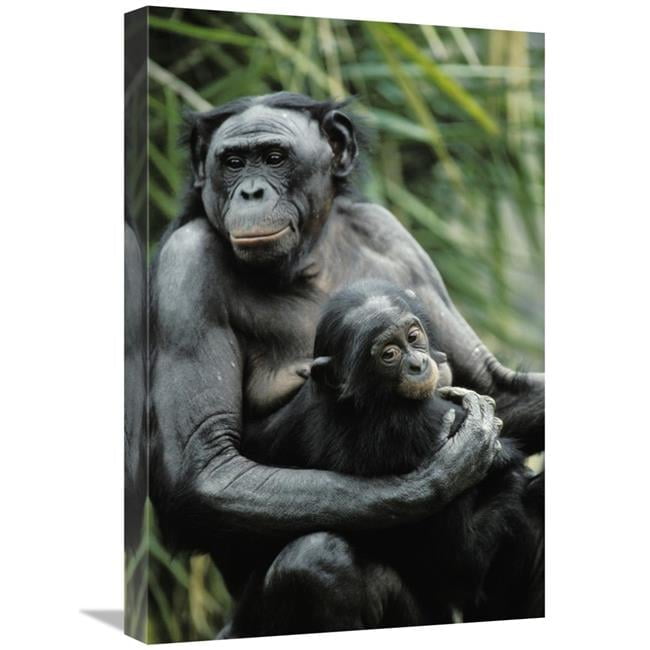 16 x 24 in. Bonobo Mother & Baby, Native to Africa Art Print - Konrad ...