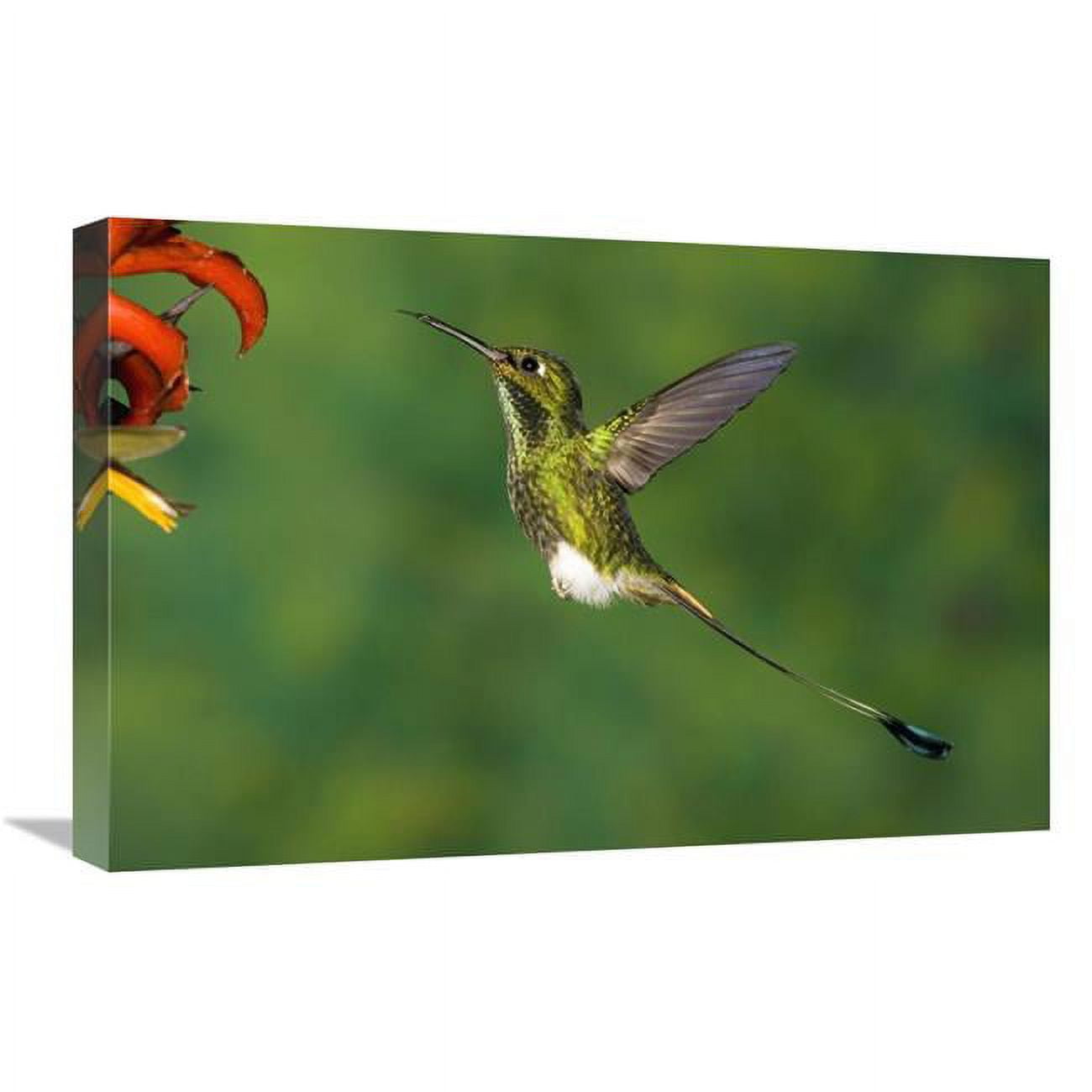 16 x 24 in. Booted Racket-Tail Hummingbird Male Hovering At Flower ...