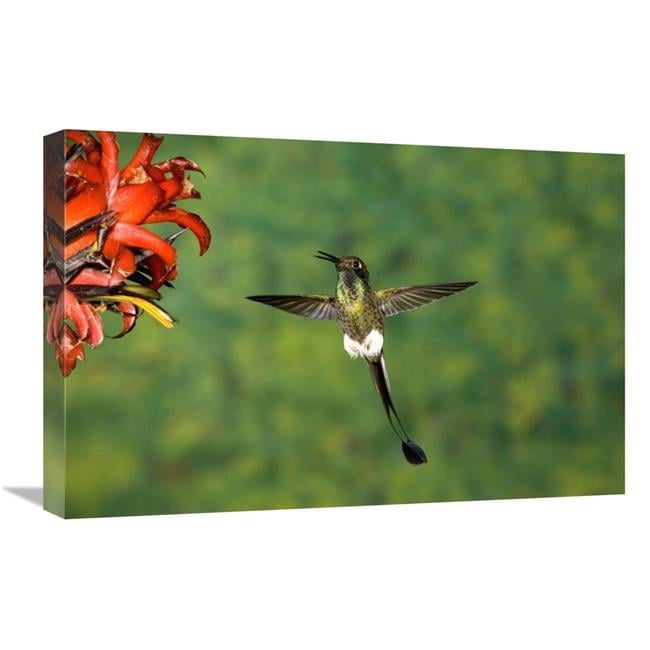 16 x 24 in. Booted Racket-Tail Hummingbird Male, Western Slope of Andes ...