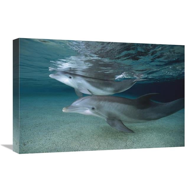 16 x 24 in. Bottlenose Dolphin Adult & Juvenile Swimming in Shallow ...