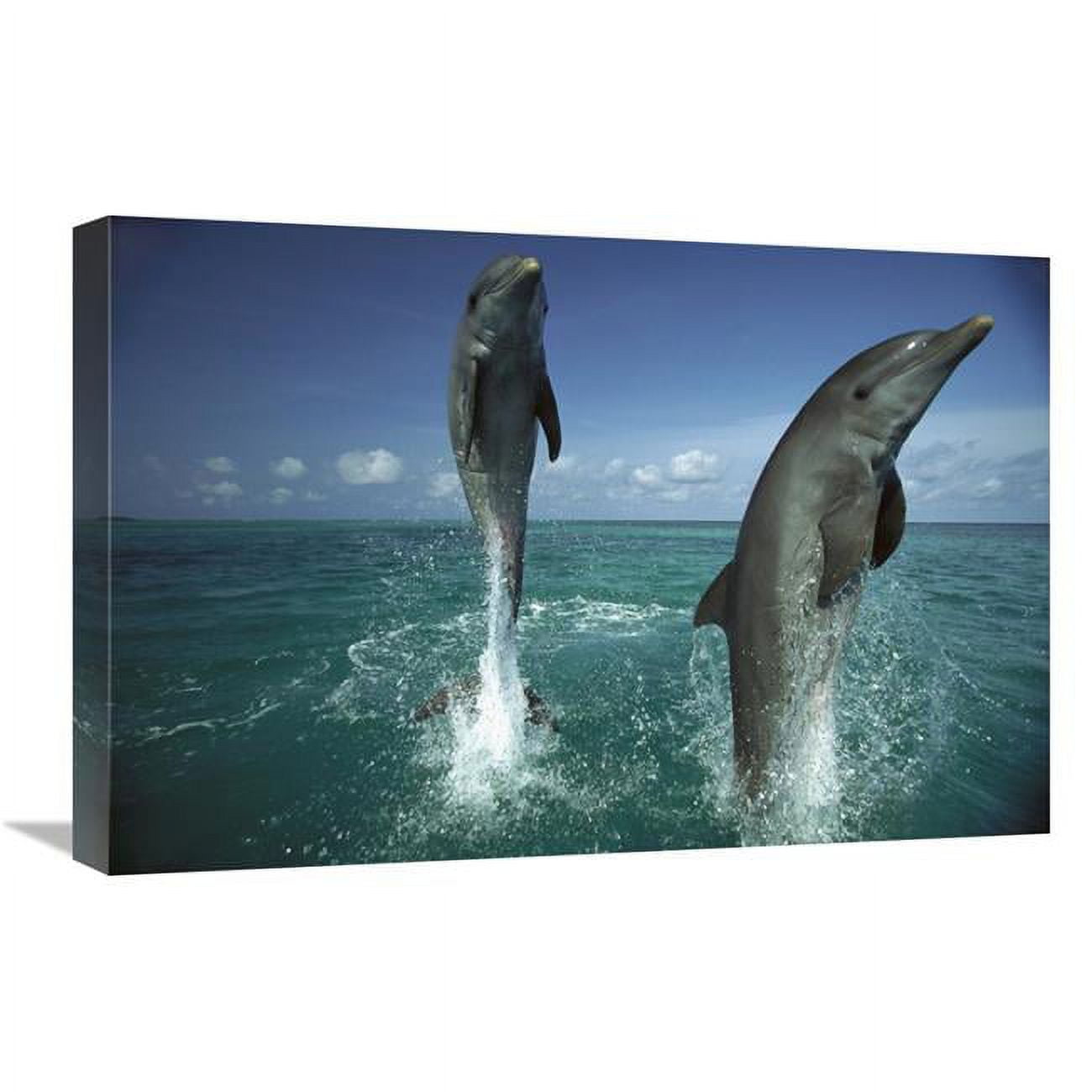 16 x 24 in. Bottlenose Dolphin Pair Leaping From Water, Caribbean Art ...